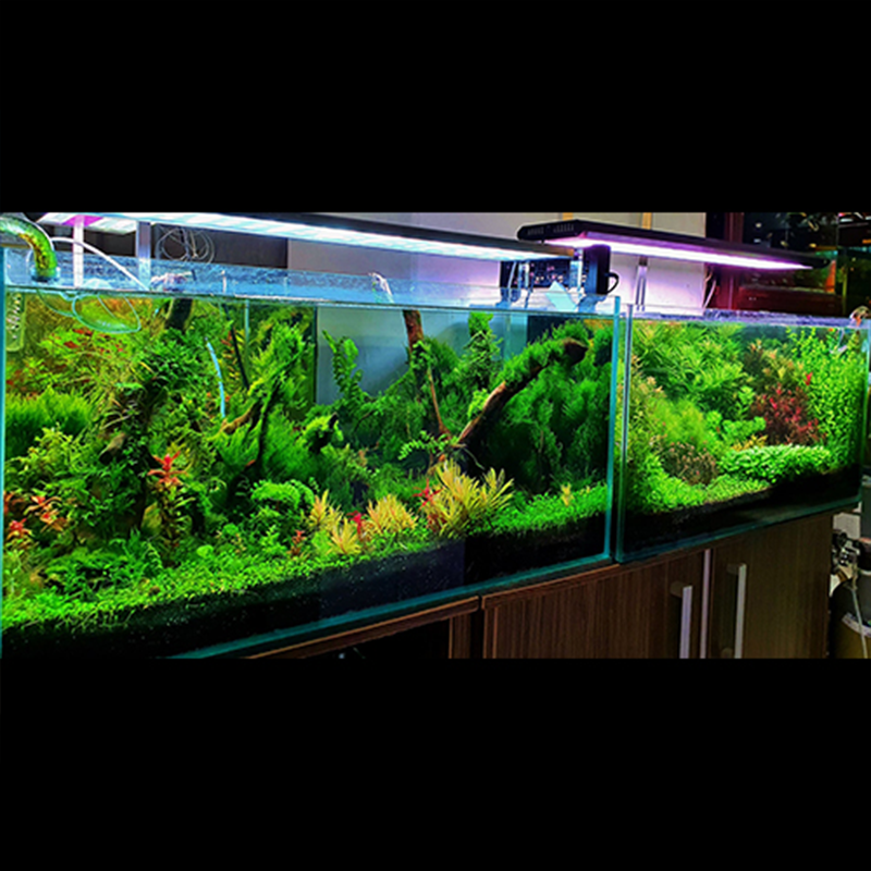 WEEKAQUA – アクアリウム機材・水景インテリアのAPET株式会社 | Aquascaping Photo Electronics TOKYO
